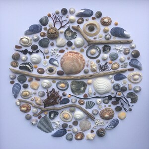 Rockpool, 43cm X 43cm, Scottish Shells, Shell Art, Coastal Gift, Wall ...