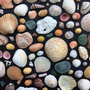 Heart, 43cm X 43cm, Shell Heart, Cornish Shells, Shell Art, Coastal ...