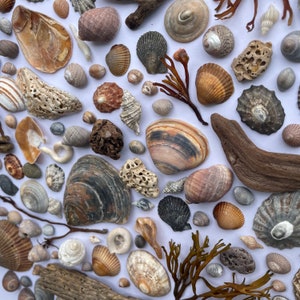 Rockpool A Celebration of the UK Coast, Coastal Art, Coastal Wall Decor ...