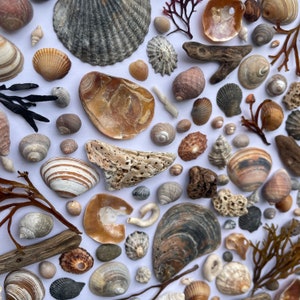 Rockpool A Celebration of the UK Coast, Coastal Art, Coastal Wall Decor ...