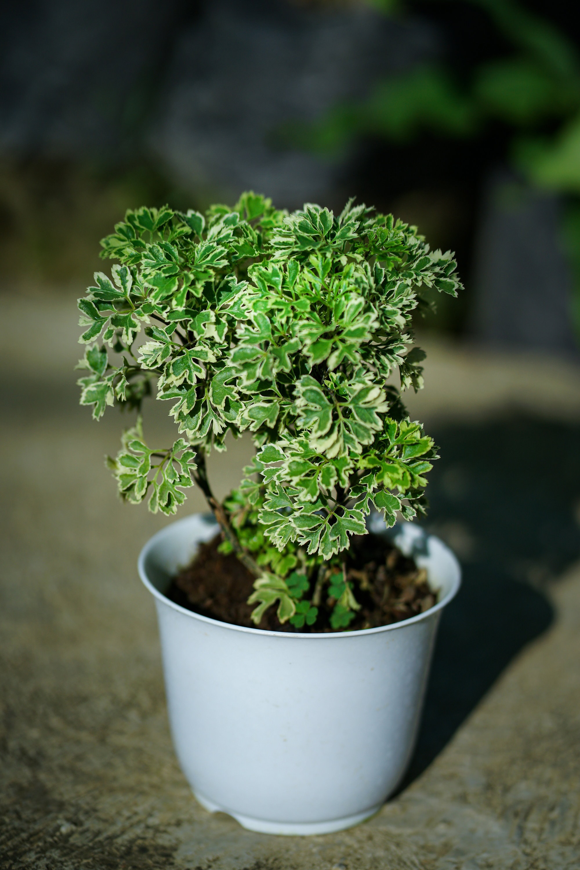 Polyscias Fruticosa Variegata Free Phytosanitary Certificate | Etsy