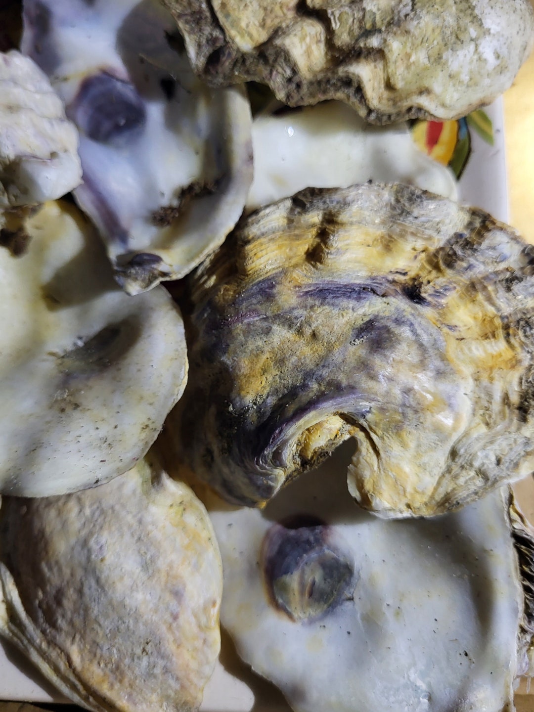 Shell Lots/packs of Muscle, Clam, Oyster, Snail, Clam, Rock, Sea Glass ...