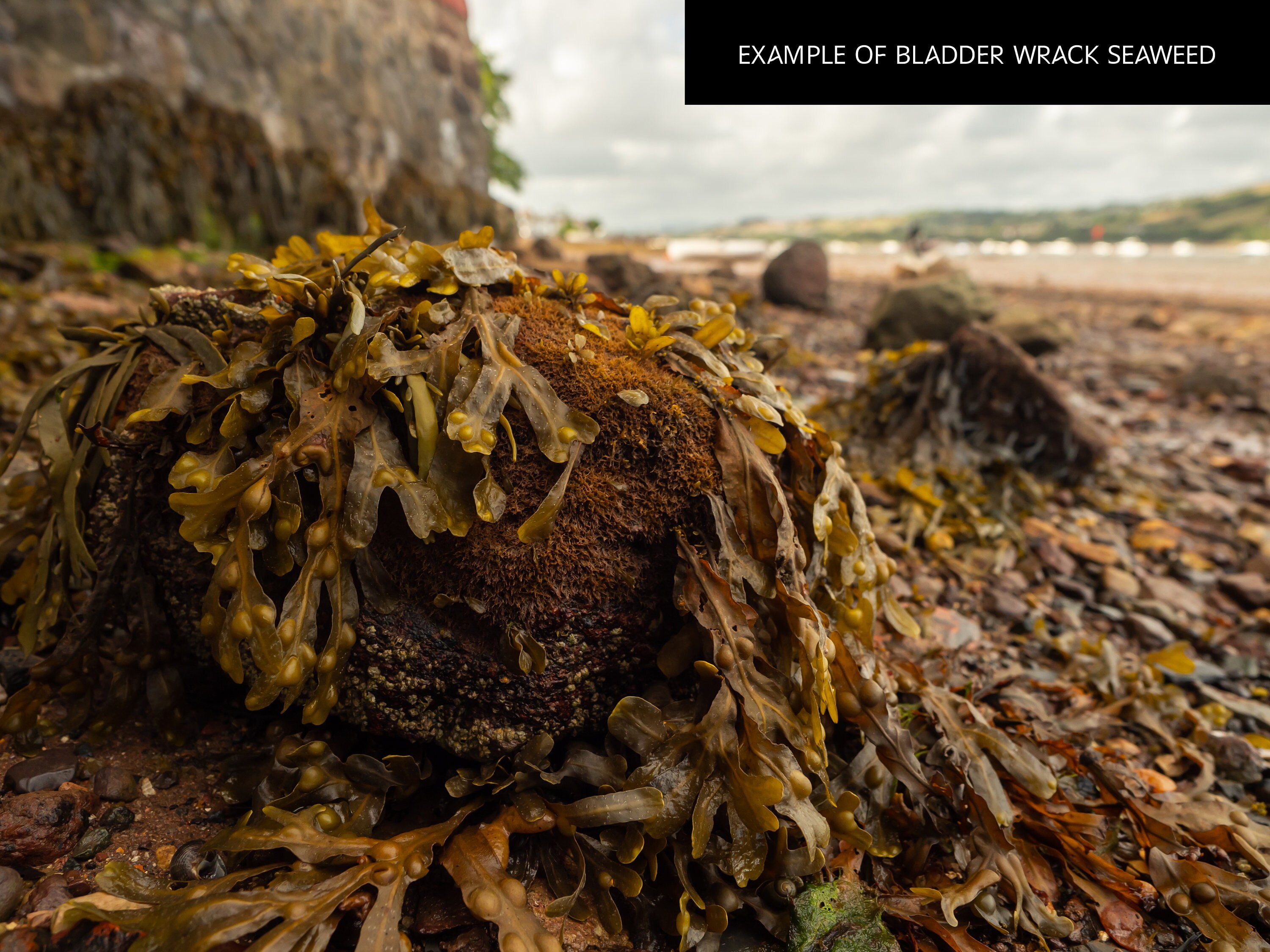 Bladder Wrack Ocean Seaweed - Unique Handmade Photographic Lumen Print ...