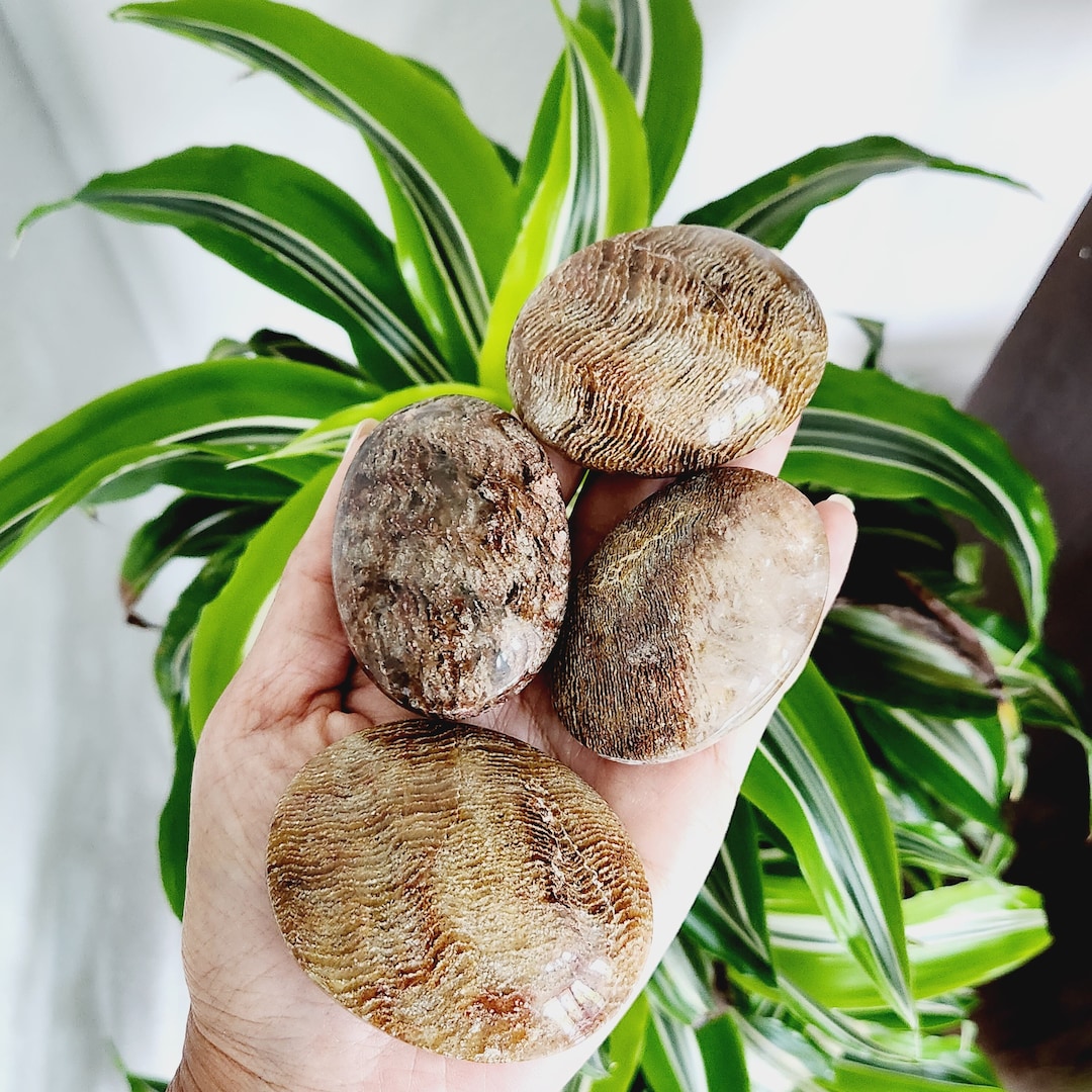 Thousand Layer Lodolite Quartz Palmstone Shamanic Dream Quartz Garden ...