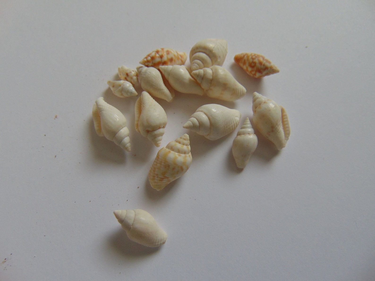 White Dove Shells for Resin Crafts | Etsy UK