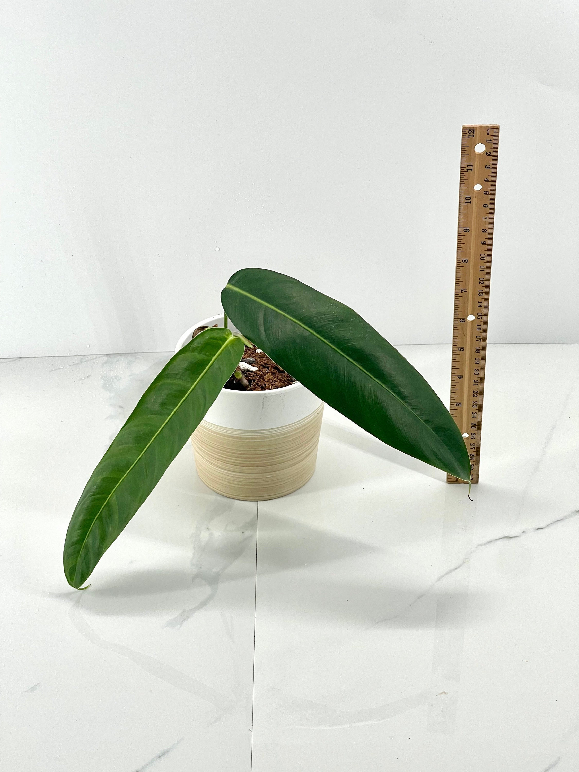 Philodendron alternans - T03PAL02 - craibas.al.gov.br
