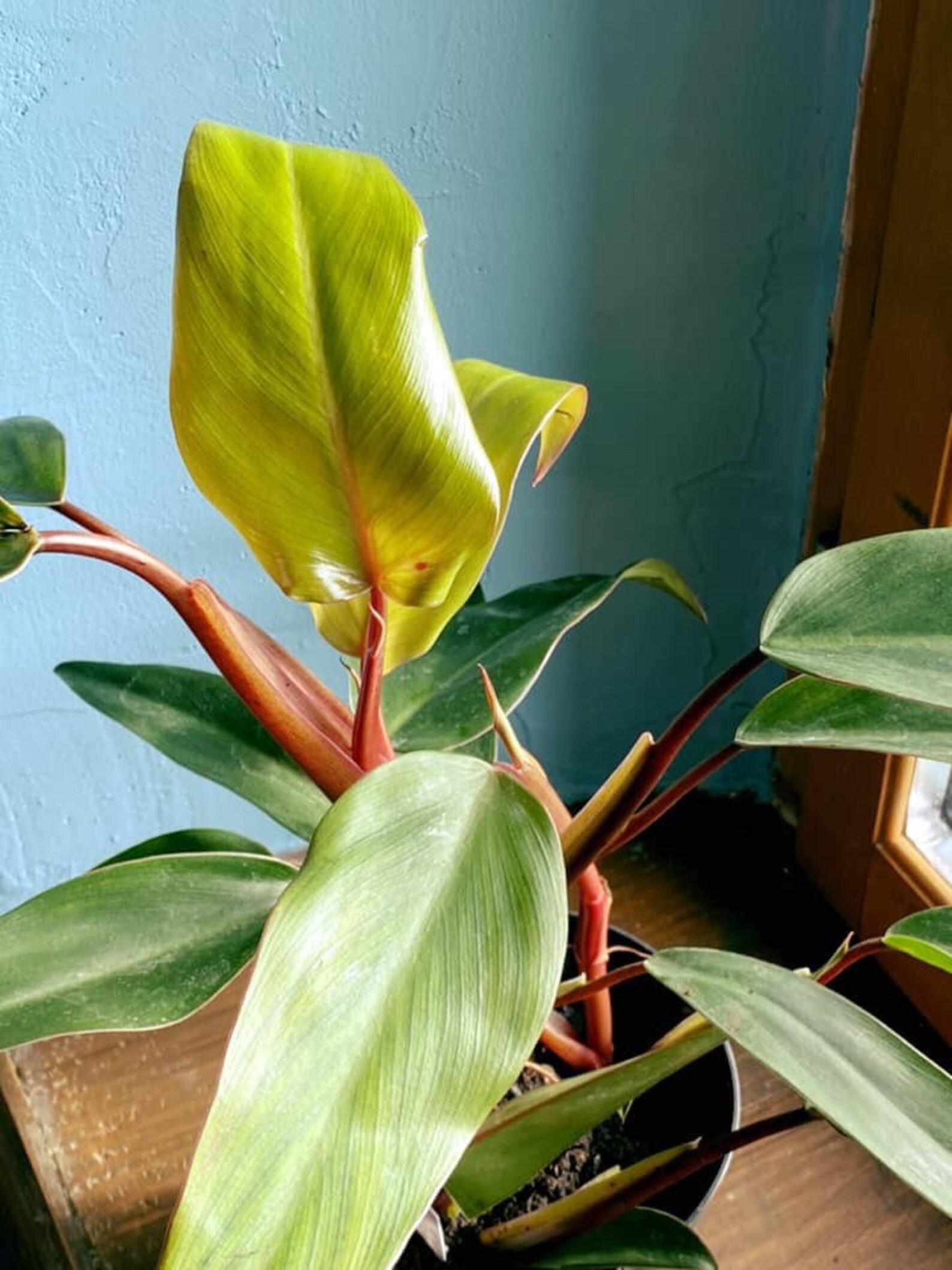 Philodendron Ruby, inner plant, root, cuttings, RARE - Etsy 日本