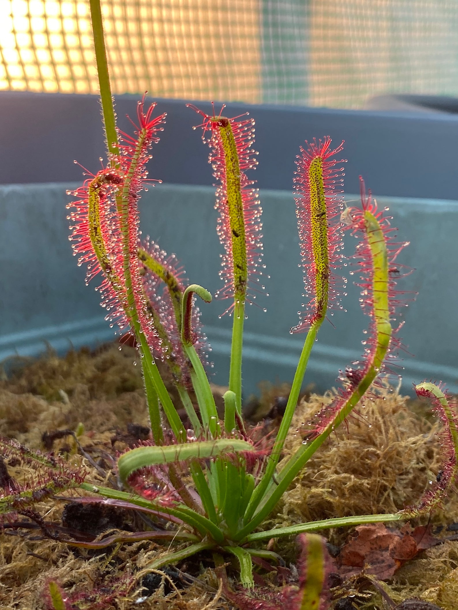 Droséra Capensis Plante carnivore - Etsy.de