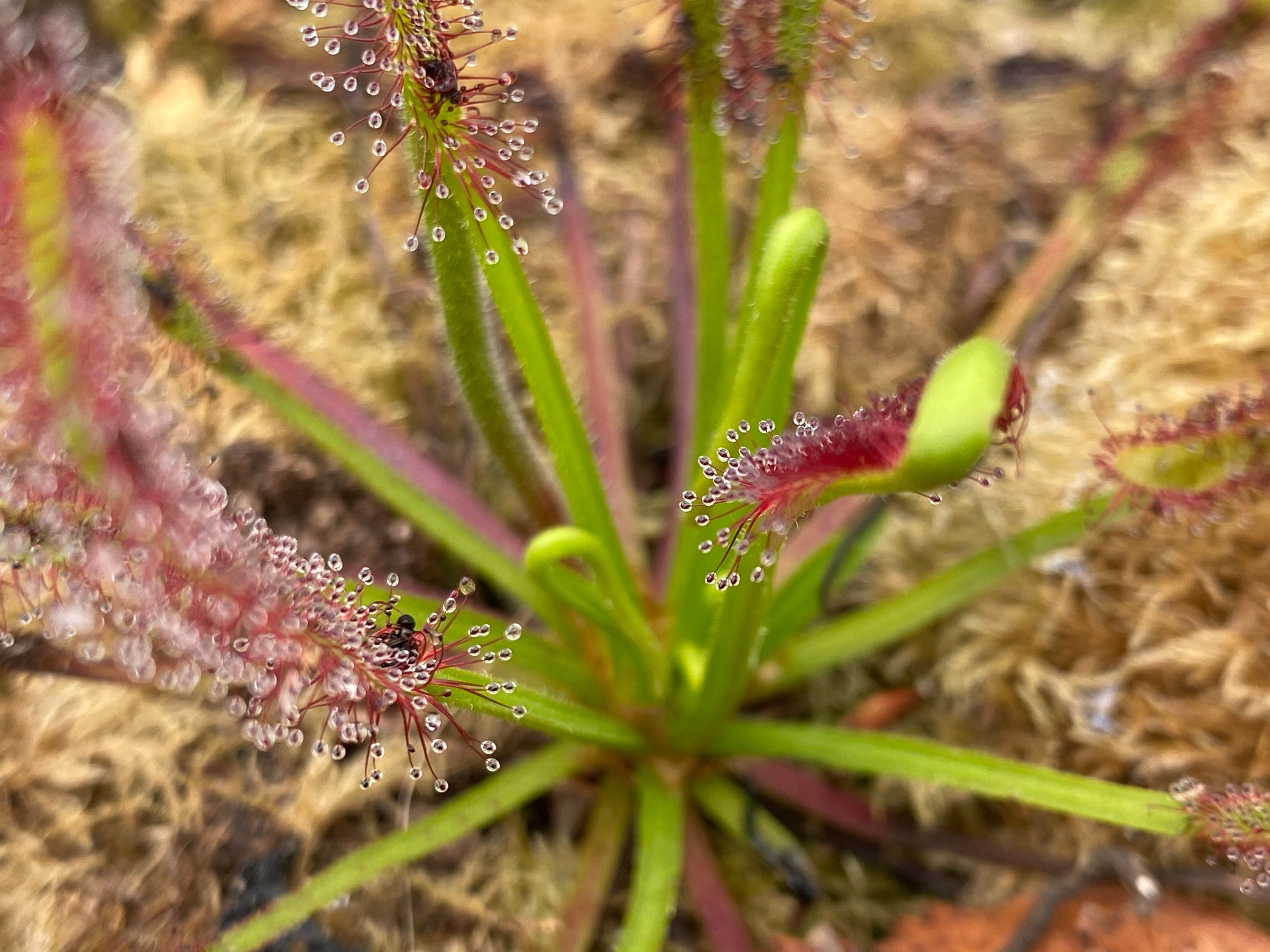 Droséra Capensis Plante carnivore - Etsy.de