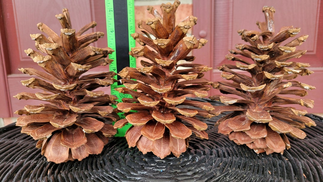Giant Pinecones- Carolina Giants- Lot of 3 Giant Longleaf Pinecones 5 to 7 Inches Long Natural ...