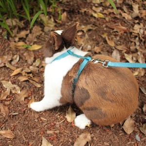 Rabbit Harness and Extra-long Leash - Etsy