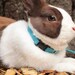 Rabbit Harness and Extra-long Leash - Etsy