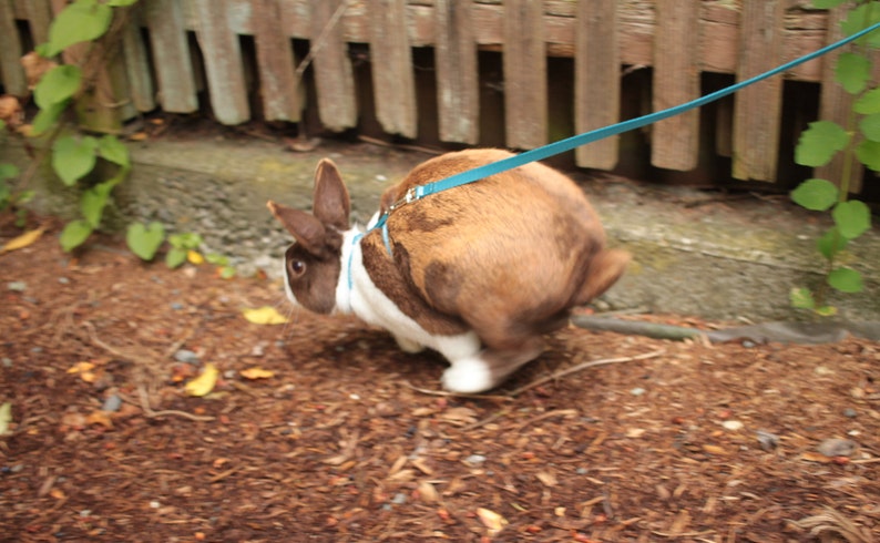 Rabbit Harness and Extra-long Leash | Etsy