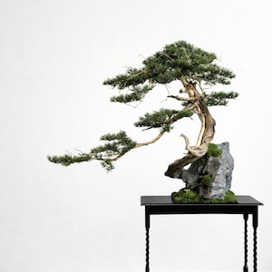 VICKY YAO Fine Bonsai - Exclusive One-of-a-kind Realistic Bonsai With ...