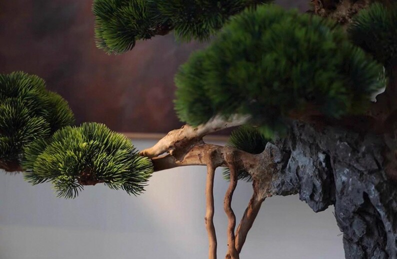 VICKY YAO Fine Bonsai - the One and Only Handcrafted Realistic Bonsai ...