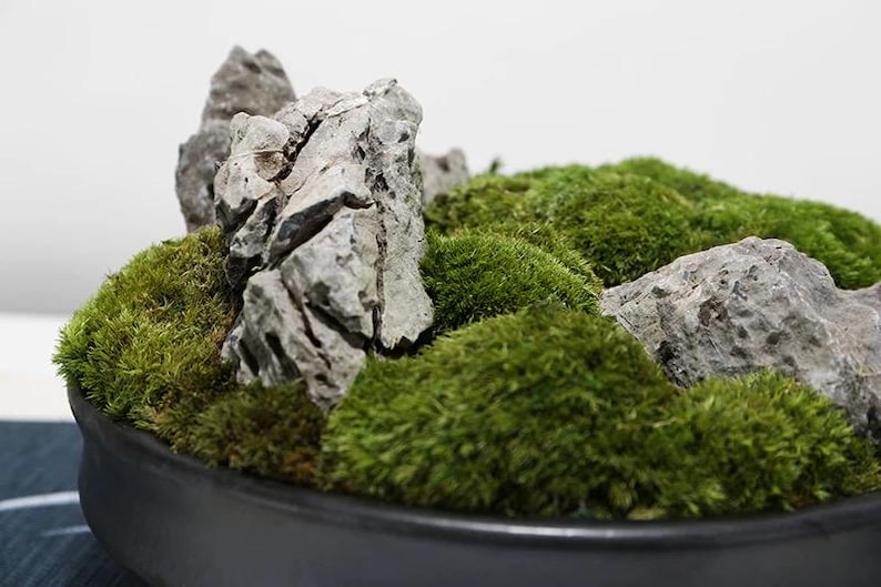 VICKY YAO - Decorative Trays Black Moss Bowl Moss Gifts for Centerpiece ...