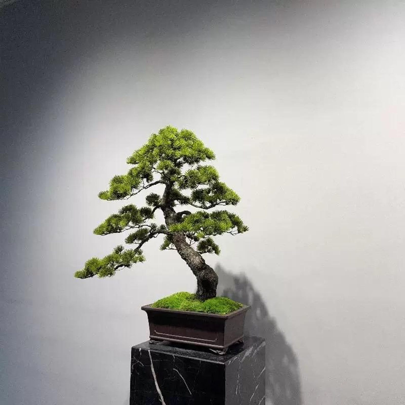 VICKY YAO Fine Bonsai - Exclusive Design Handmade Artificial Bonsai ...