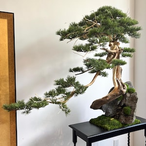 VICKY YAO Fine Bonsai - Exclusive One-of-a-kind Realistic Bonsai With ...