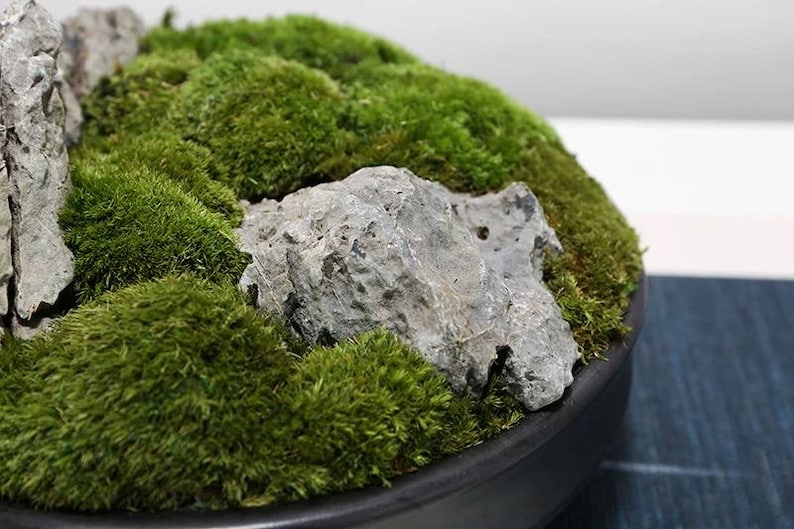 VICKY YAO - Decorative Trays Black Moss Bowl Moss Gifts for Centerpiece ...