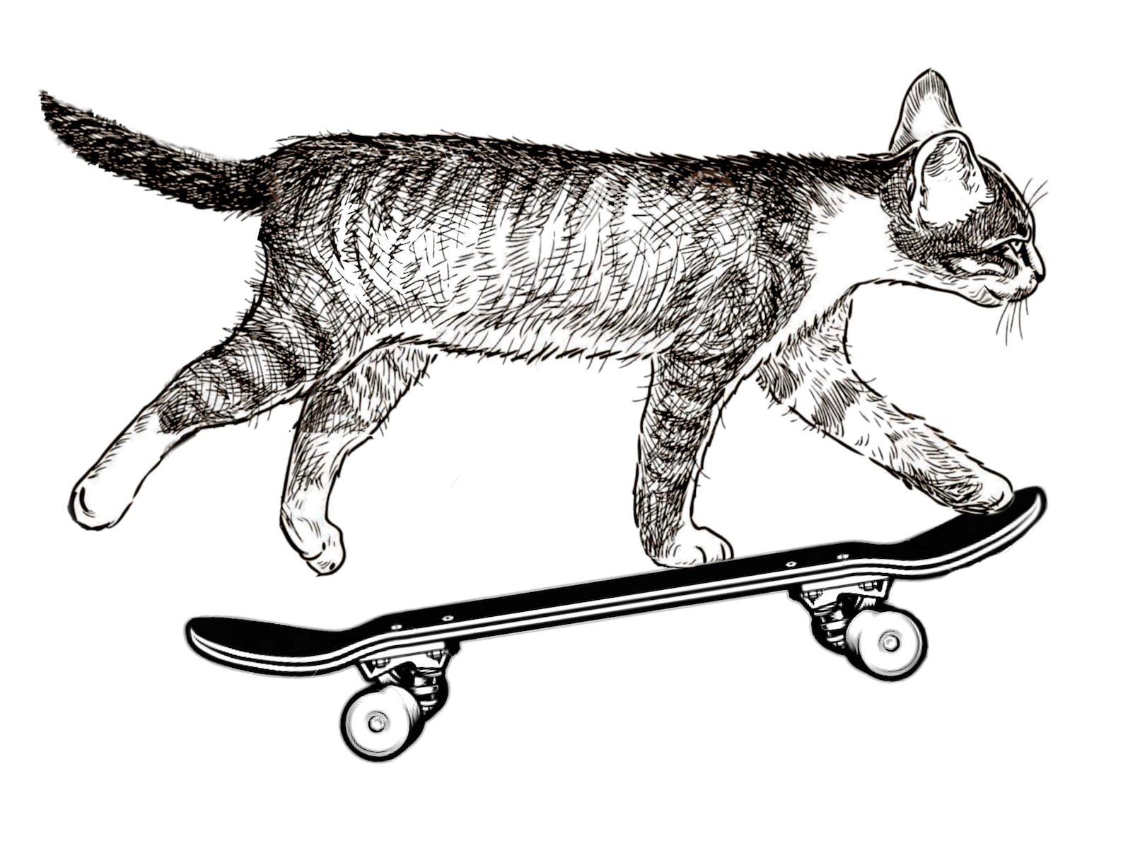 Cat on Skateboard T Shirt - Cat Riding a Skateboard, Cat Lover T Shirt ...