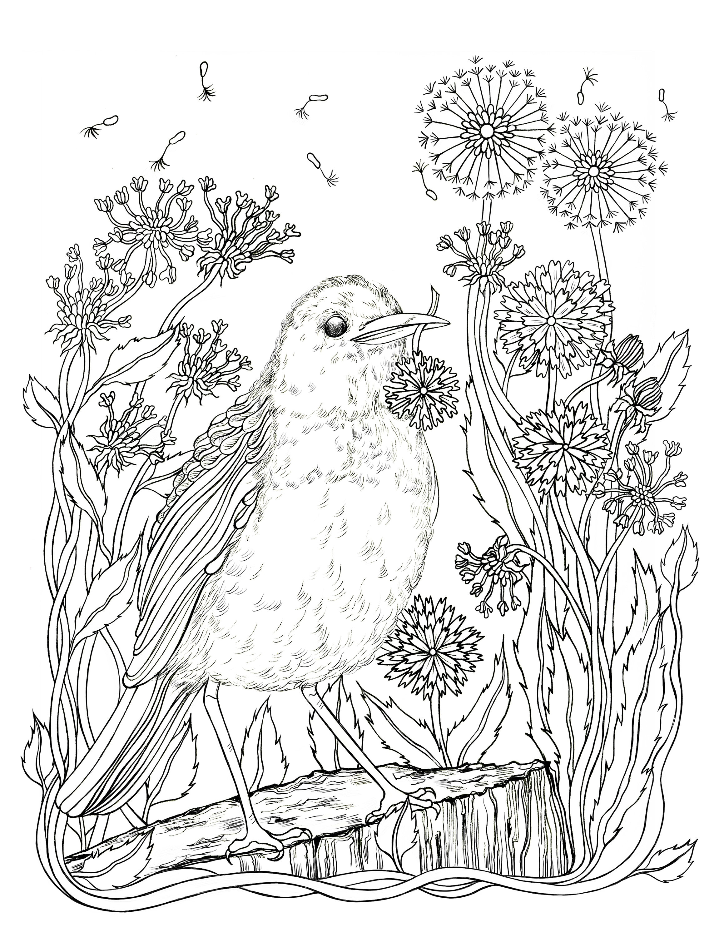 Coloring Pages Of Robin Red Breast Crafts