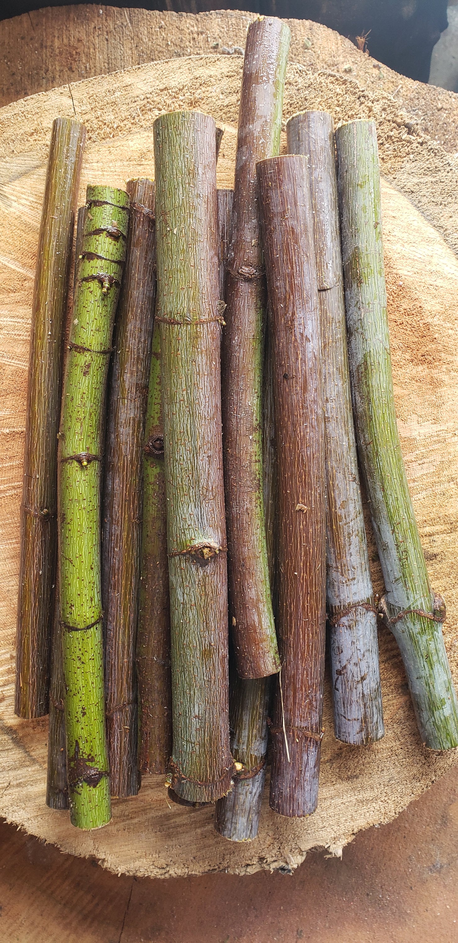 Maple Wood Sticks - Etsy