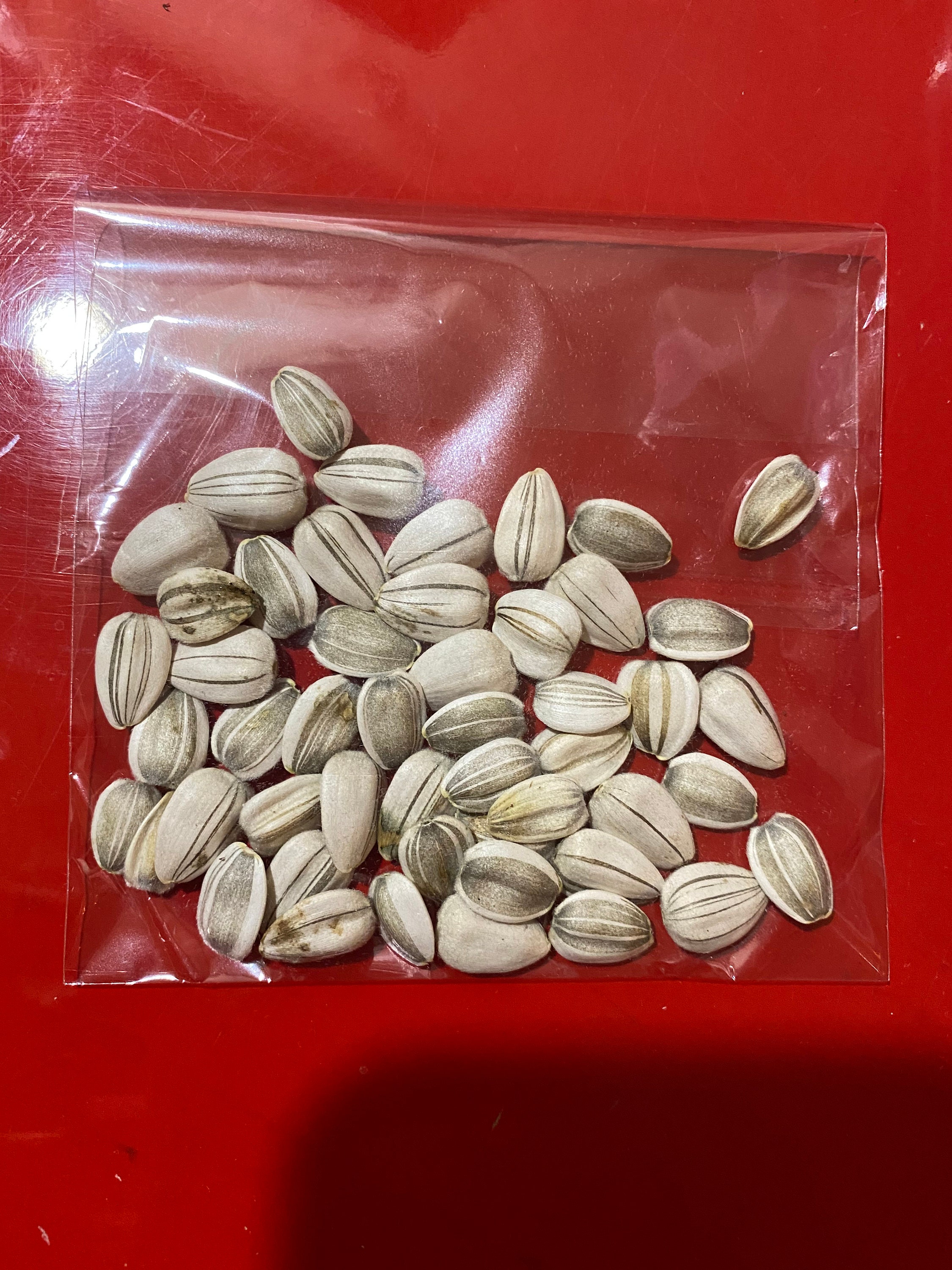 Sunflowers Mammoth Grey Stripe Seeds & Other Seeds (organic) - Etsy