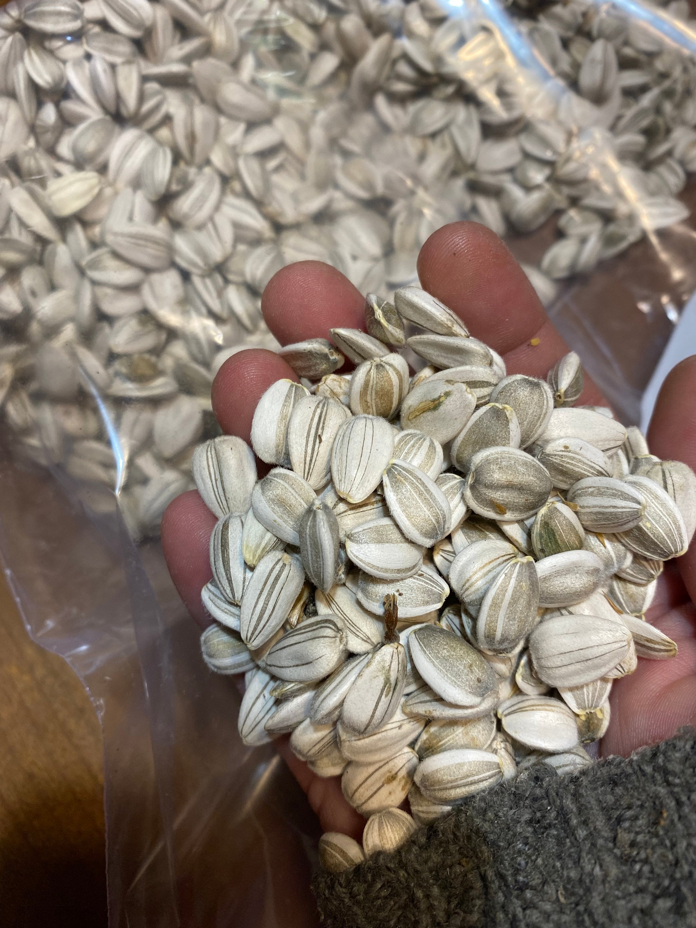 Sunflowers Mammoth Grey Stripe Seeds & Other Seeds (organic) - Etsy