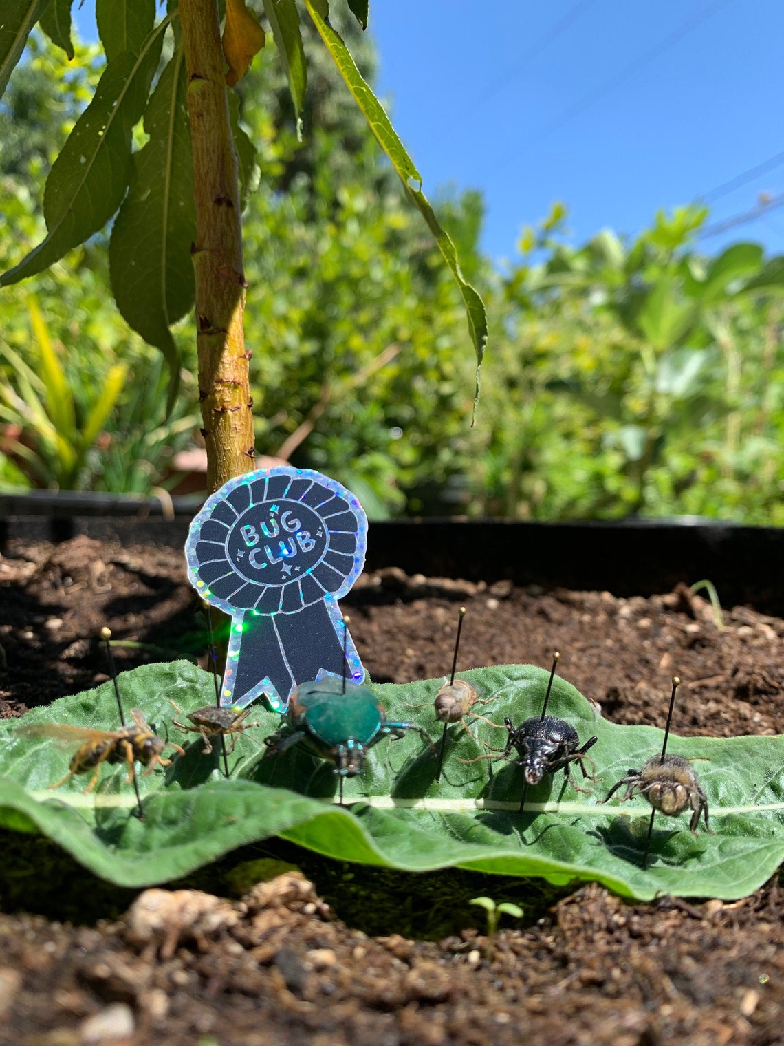 Bug Club Sticker Pack - Etsy