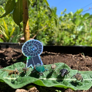 Bug Club Sticker Pack - Etsy