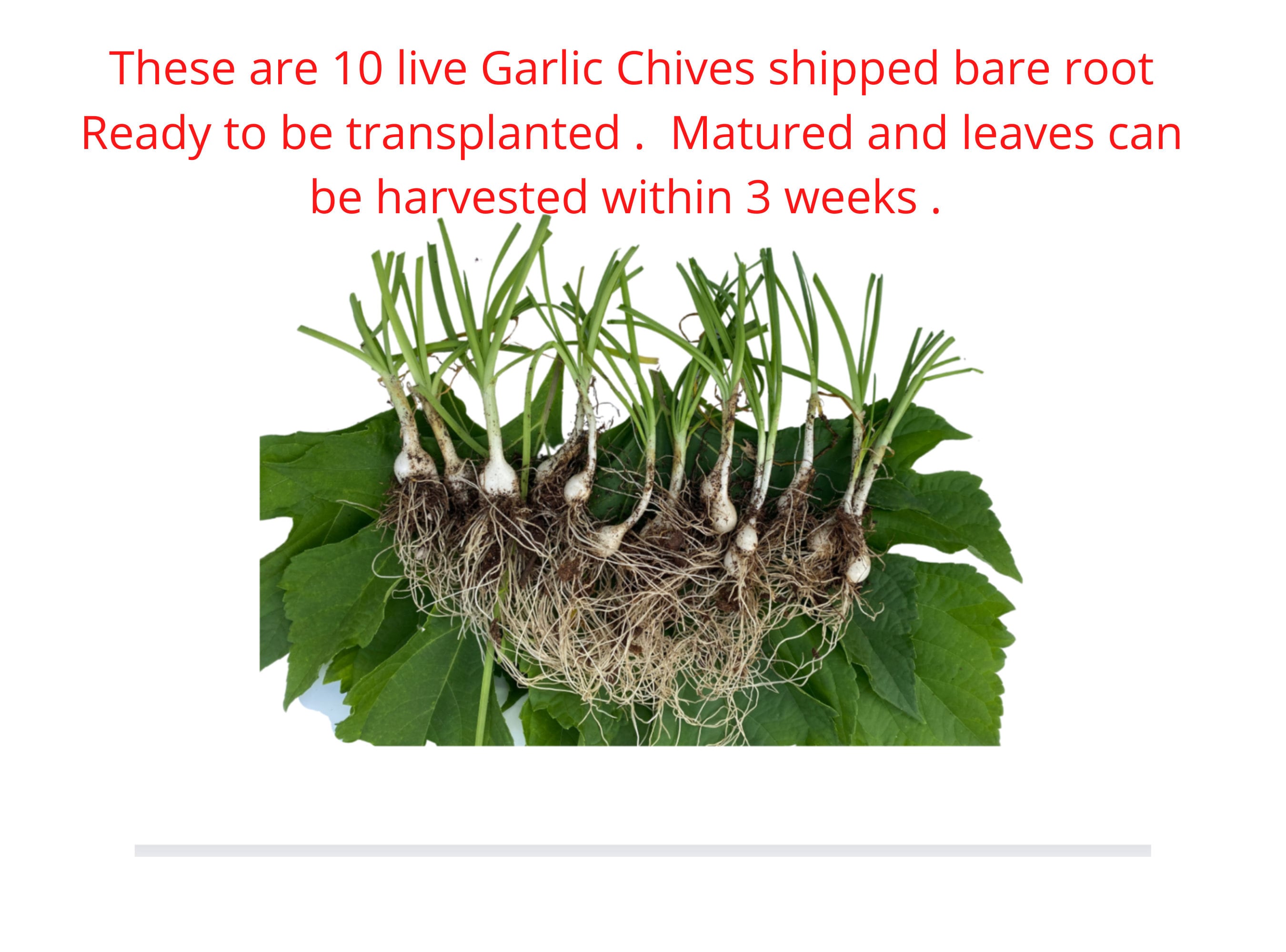 Garlic Chives Roots