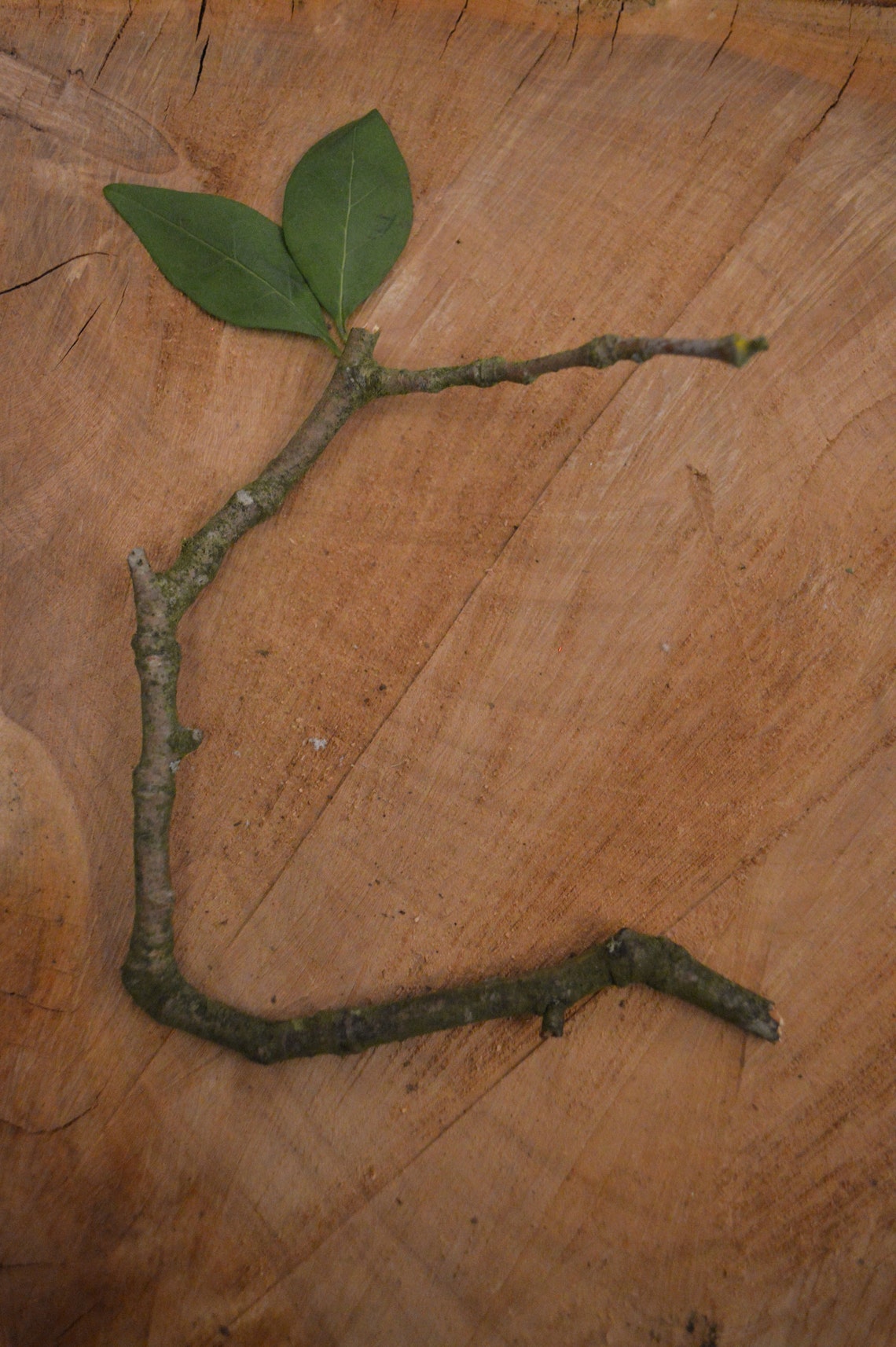 Woodland Inspired Capital Letters A to Z Instant Download Natural ...