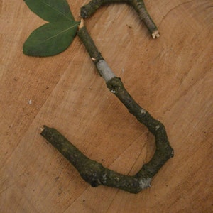 Woodland Inspired Capital Letters A to Z Instant Download Natural ...