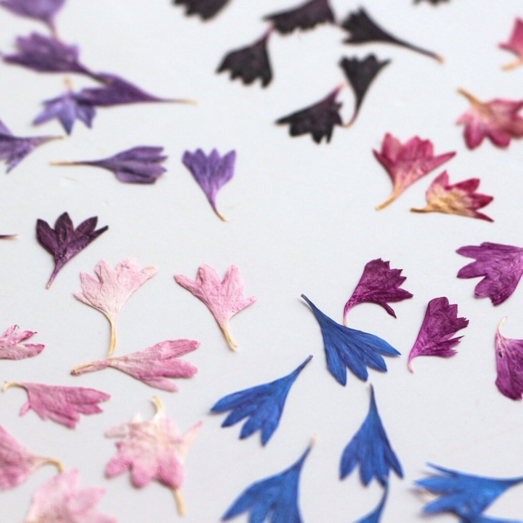12pcs Pressed Cornflower Dried Flower Multicolor Real Flower Ornament ...
