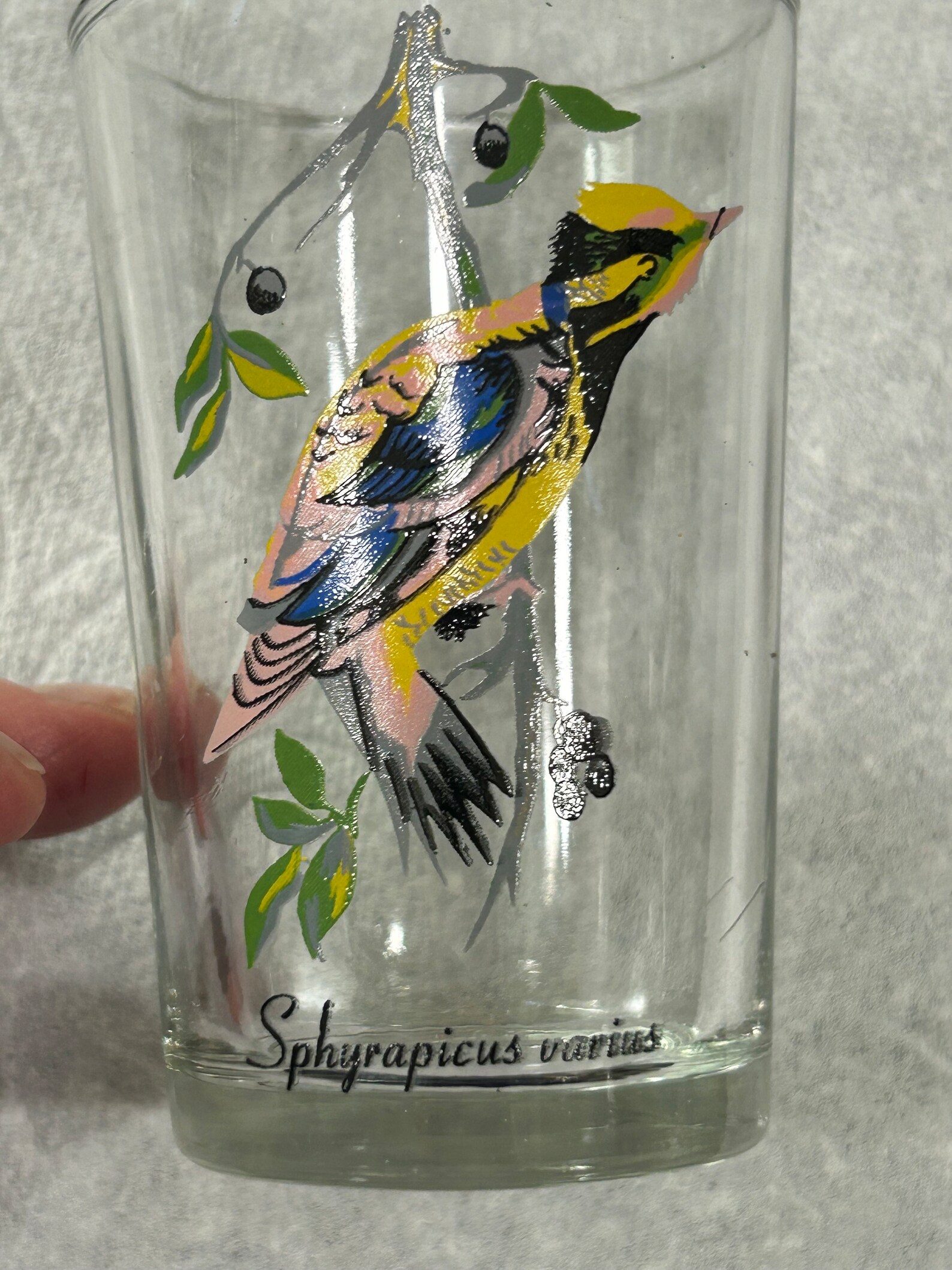 Bird Glassware/four in Set of Glassware With an Exotic Colorful Bird on ...