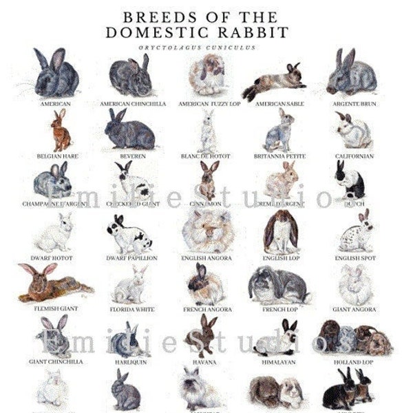 Rabbit Breed Poster - Etsy Canada