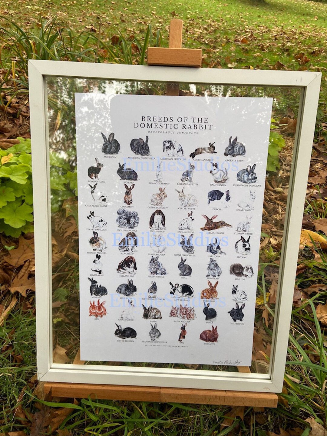NEW 51 Breeds! Rabbit Breeds Poster - Etsy