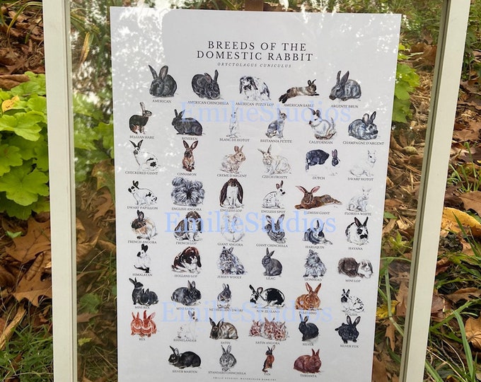 NEW 51 Breeds! Rabbit Breeds Poster - Etsy
