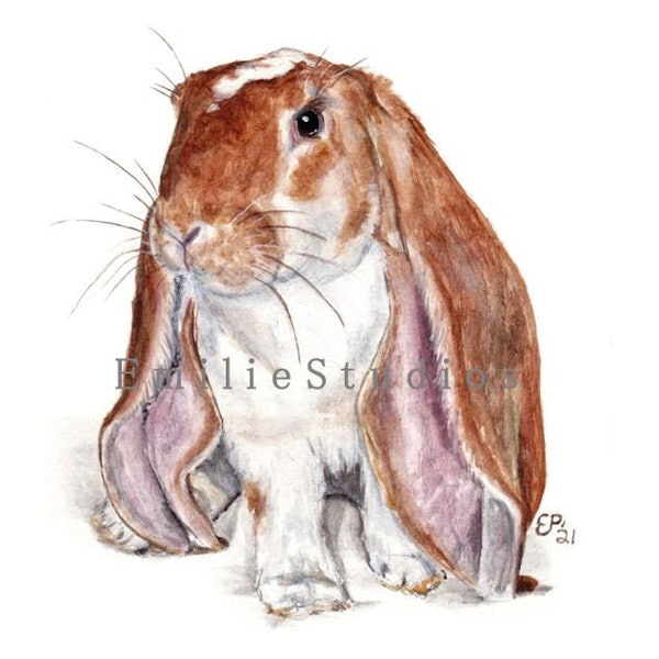 English Lop - Etsy