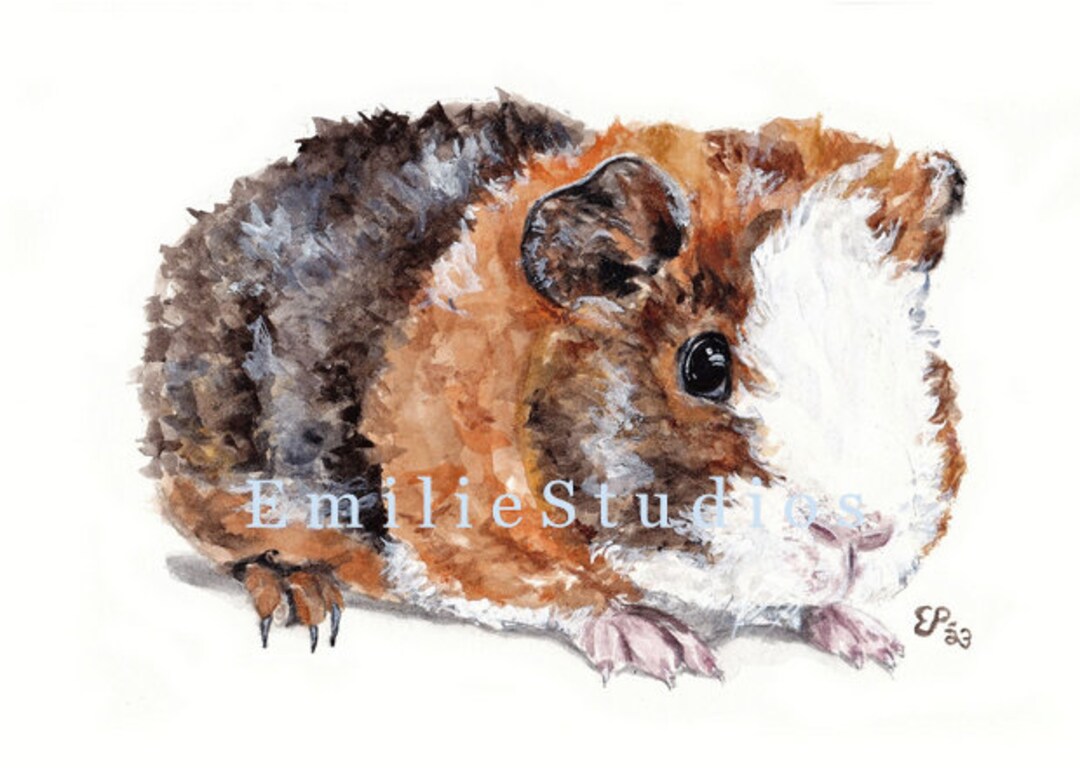 Teddy Satin Cavy | Teddy Satin Guinea Pig Watercolor Art Print - Etsy