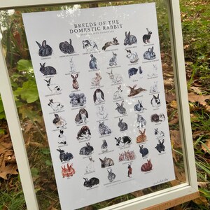 NEW 52 Breeds Rabbit Breeds Poster - Etsy