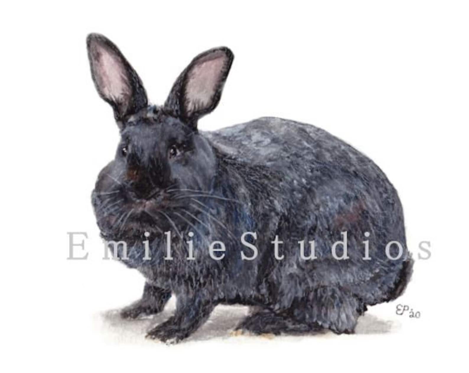 Silver Fox Rabbit Watercolor Print - Etsy