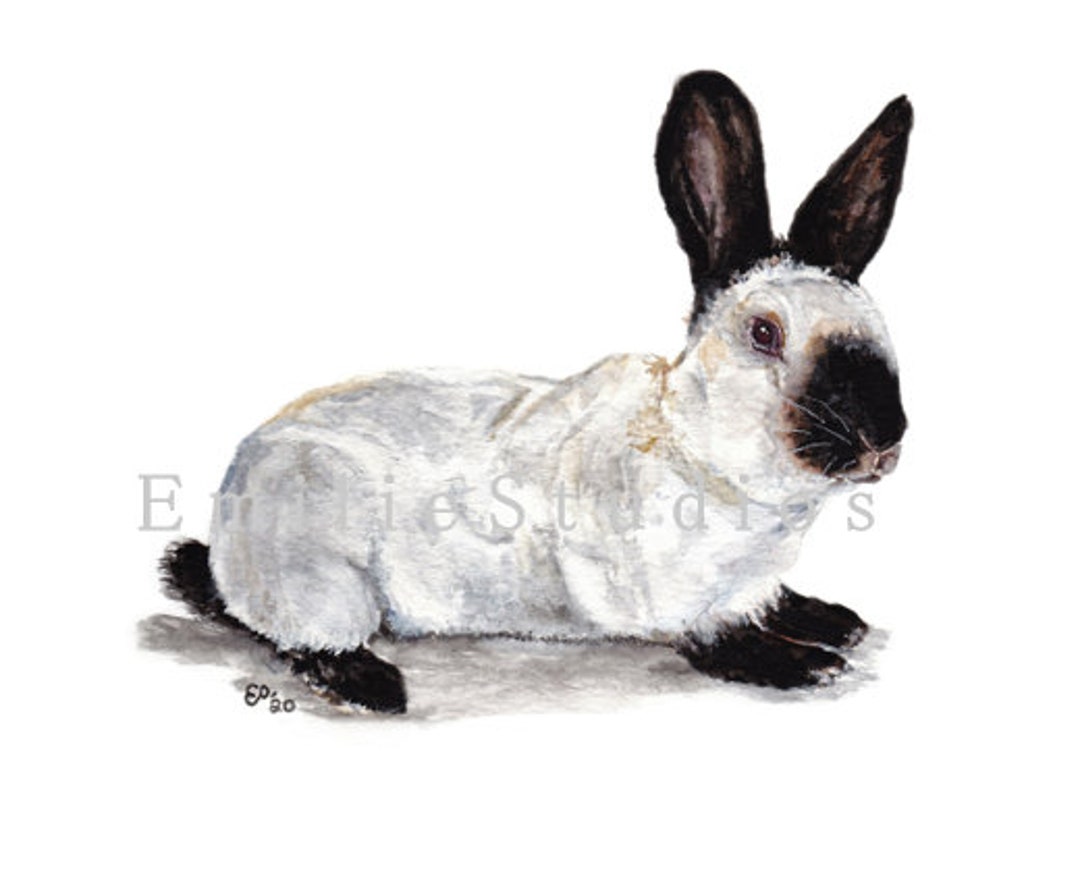 Himalayan Rabbit Watercolor Print - Etsy