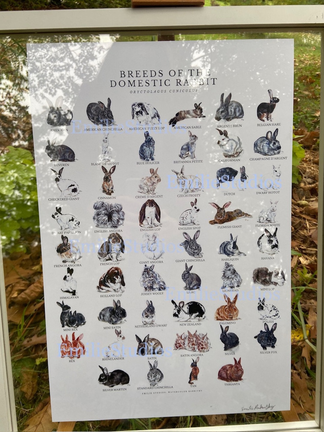 NEW 52 Breeds Rabbit Breeds Poster - Etsy