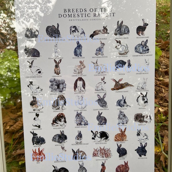 Rabbit Breeds - Etsy