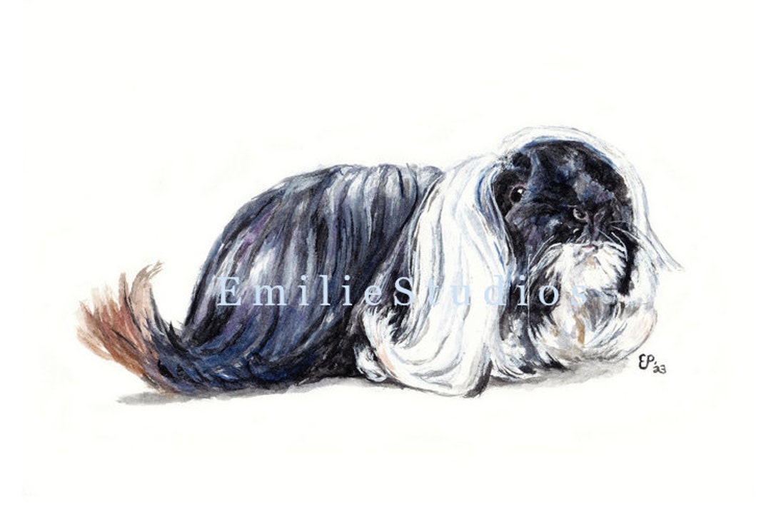 Peruvian Satin Cavy | Peruvian Satin Guinea Pig Watercolor Art Print - Etsy