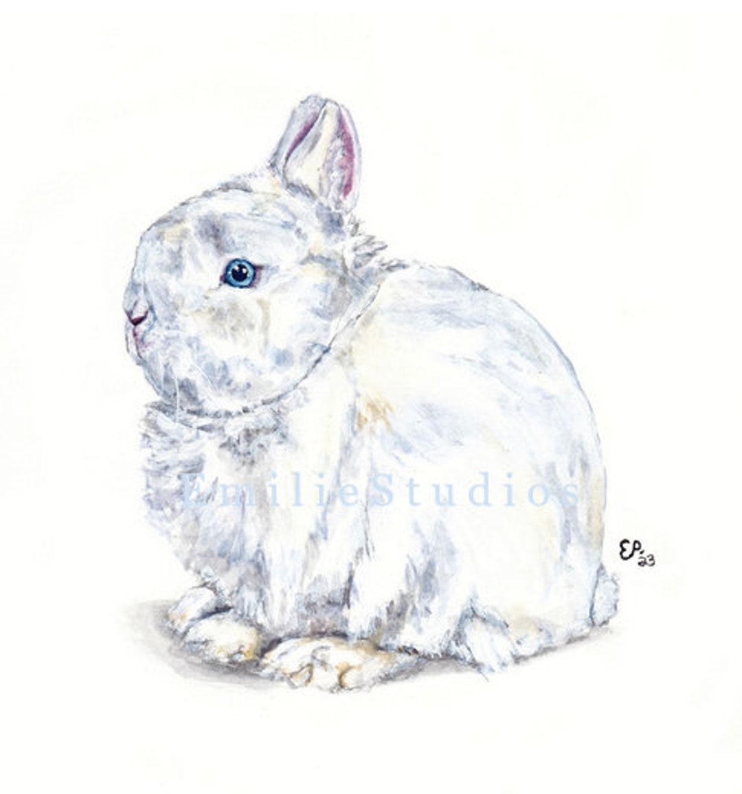 Netherland Dwarf Blue Eyed White Art Print - Etsy