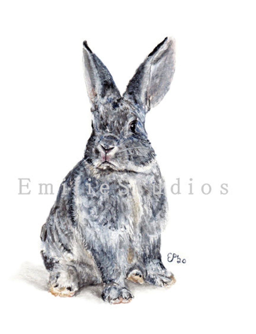 Standard Chinchilla Rabbit Babies