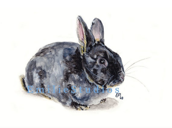 Blue Satin Rabbit Oryctolagus Cuniculus F. Domestica (Domestic Rabbit)