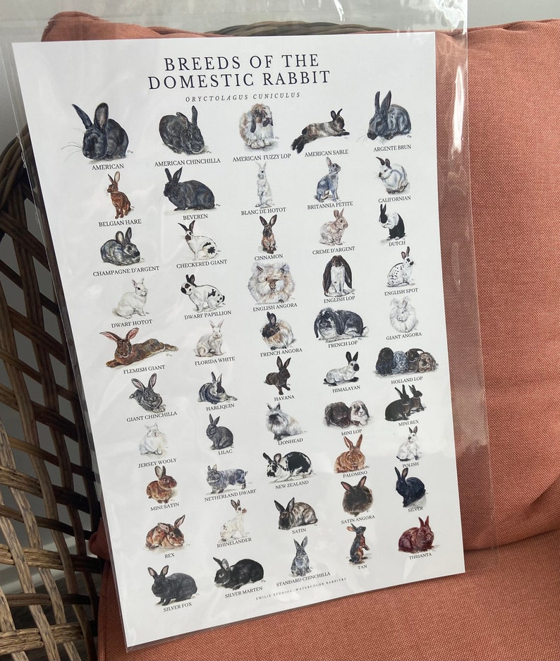 Rabbit Breeds Poster | Etsy